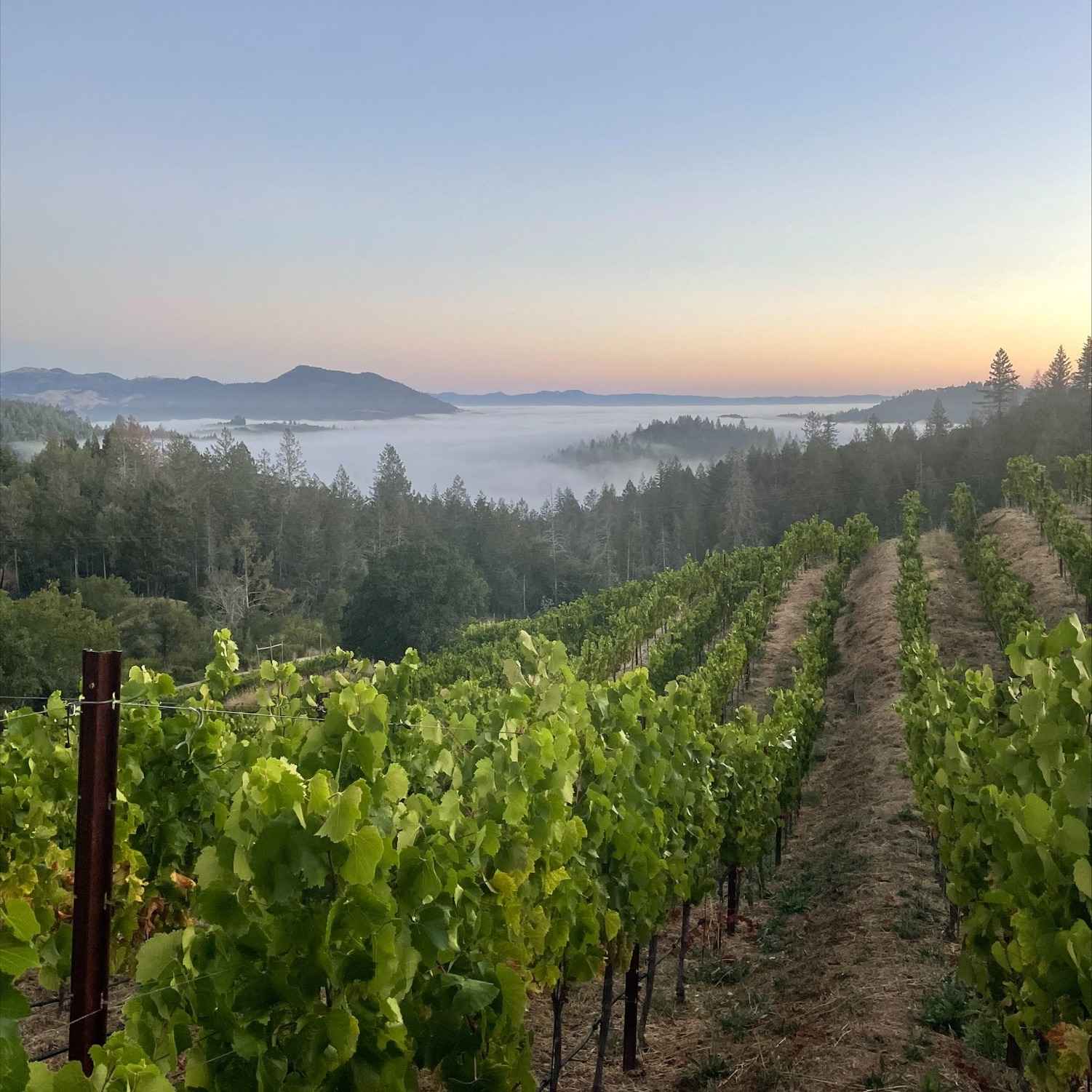 Vineyards - Collateral Wines